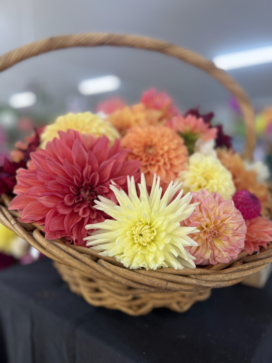 Blayney Show 2025A Day of Celebration Under Clear Skies – Central West ...