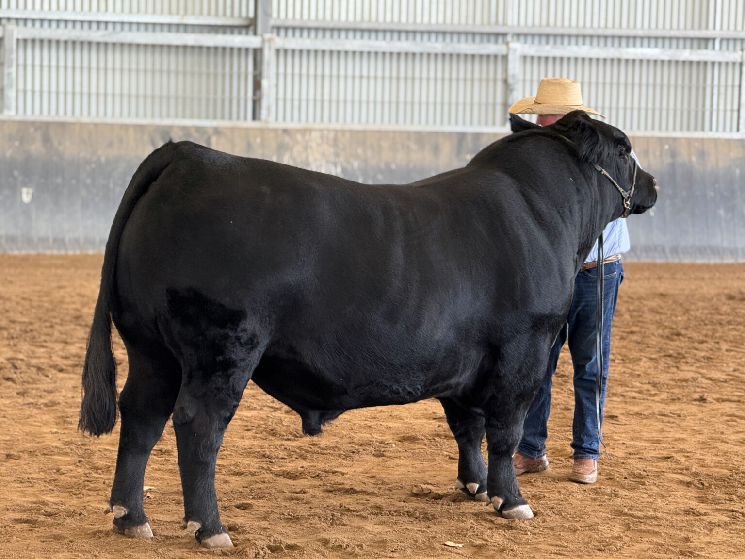 Blayney Show 2025A Day of Celebration Under Clear Skies – Central West ...