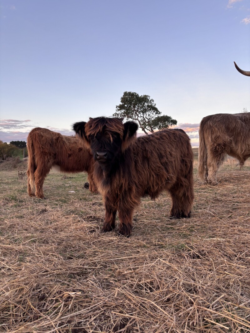 Northwood Highlands Set To Host Spectacular 2026 Highland Cattle ...